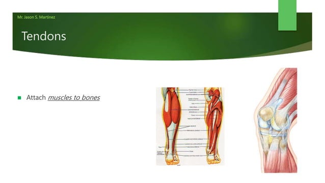 Presentation file about biomechanics.ppt | Bone and Joint Conditions | Diseases and Conditions