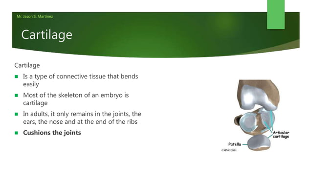 Presentation file about biomechanics.ppt | Bone and Joint Conditions | Diseases and Conditions