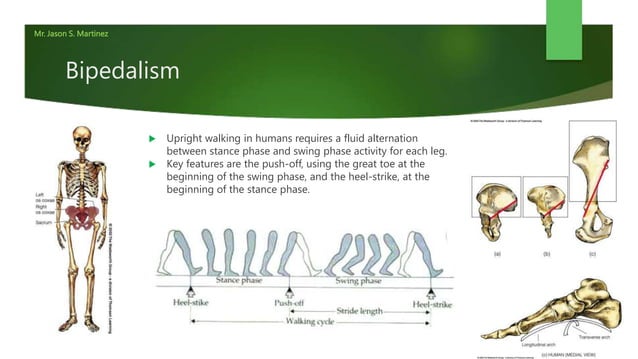 Presentation file about biomechanics.ppt | Bone and Joint Conditions | Diseases and Conditions