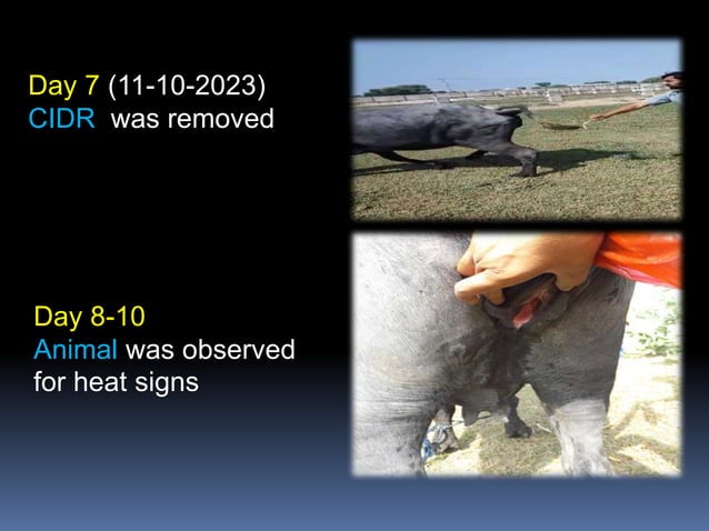 Impact of Estrous Synchronization Protocols on Estrus response and conception in buffalo : A ...