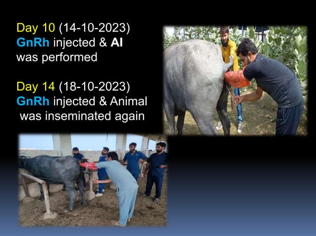 Impact Of Estrous Synchronization Protocols On Estrus Response And Conception In Buffalo A