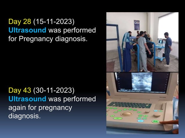 Impact Of Estrous Synchronization Protocols On Estrus Response And Conception In Buffalo A