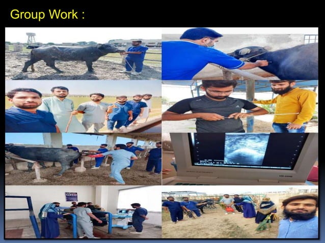 Impact Of Estrous Synchronization Protocols On Estrus Response And Conception In Buffalo A