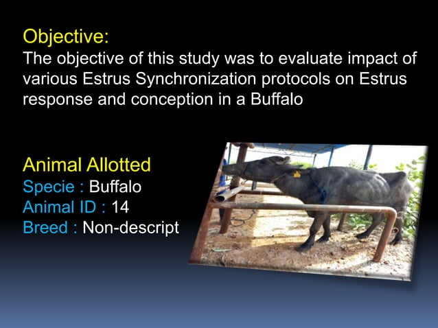 Impact Of Estrous Synchronization Protocols On Estrus Response And Conception In Buffalo A
