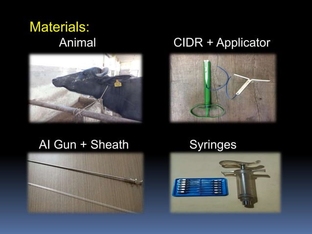 Impact Of Estrous Synchronization Protocols On Estrus Response And Conception In Buffalo A