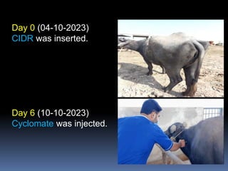 Impact of Estrous Synchronization Protocols on Estrus response and conception in buffalo : A ...