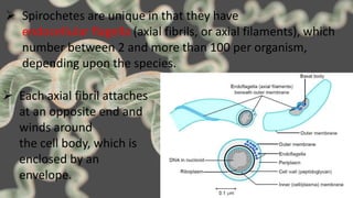 Presentation_Finale_MicoBiology_Spirochates_Mhelvin_Andir.pptx