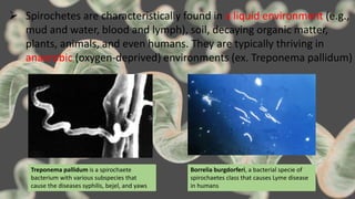Presentation_Finale_MicoBiology_Spirochates_Mhelvin_Andir.pptx