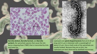 Presentation_Finale_MicoBiology_Spirochates_Mhelvin_Andir.pptx