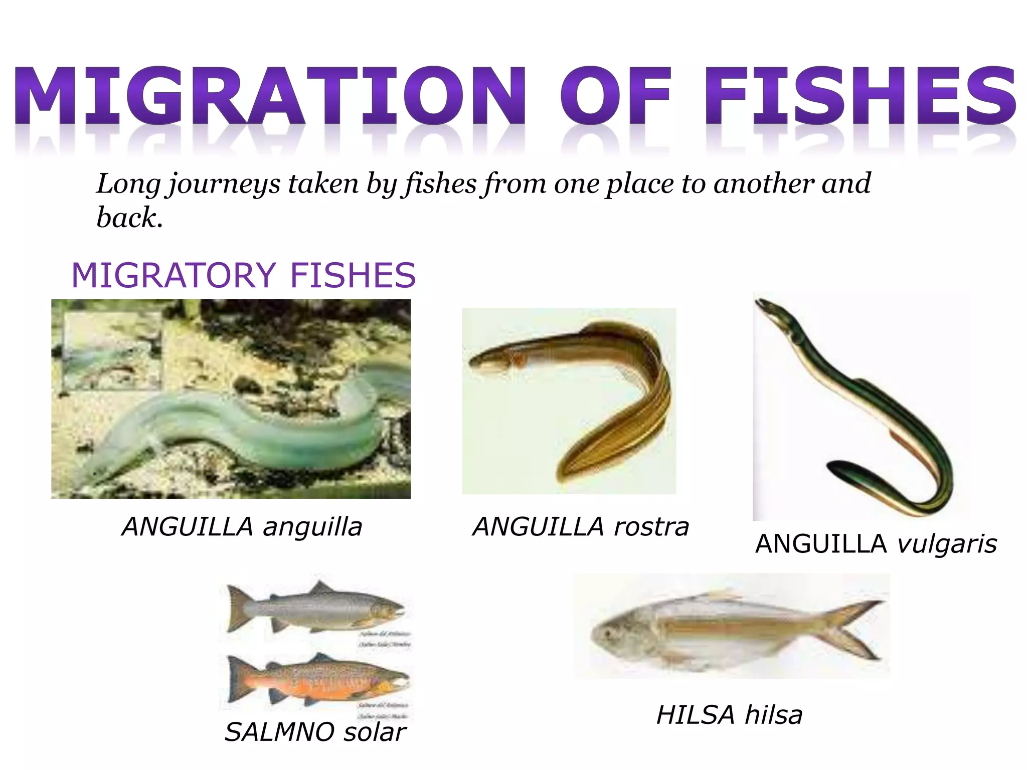 Presentation fish migration | PPTX | Fish and Aquariums | Pets