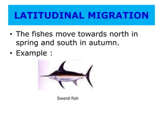 Presentation fish migration | PPTX | Fish and Aquariums | Pets