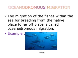 Presentation fish migration | PPTX | Fish and Aquariums | Pets