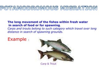 Presentation fish migration | PPTX | Fish and Aquariums | Pets
