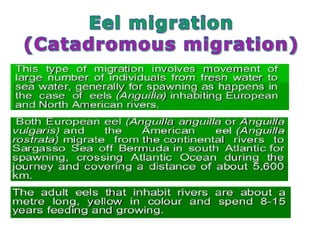 Presentation fish migration | PPTX | Fish and Aquariums | Pets
