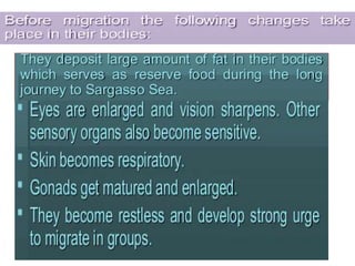 Presentation fish migration | PPTX | Fish and Aquariums | Pets