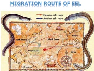 Presentation fish migration | PPTX | Fish and Aquariums | Pets