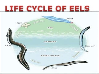 Presentation fish migration | PPTX | Fish and Aquariums | Pets