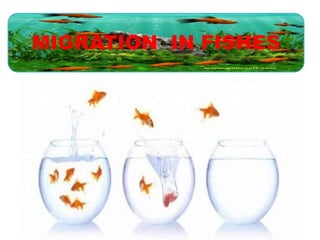 Presentation fish migration | PPTX | Fish and Aquariums | Pets