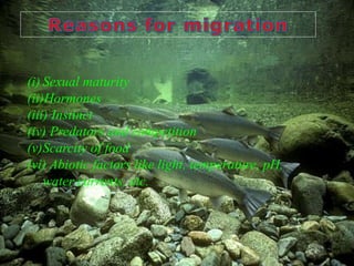 Presentation fish migration | PPTX | Fish and Aquariums | Pets