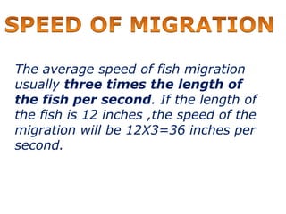 Presentation fish migration | PPTX | Fish and Aquariums | Pets