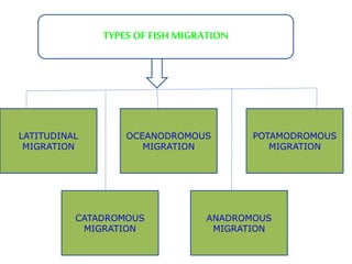 Presentation fish migration | PPTX | Fish and Aquariums | Pets