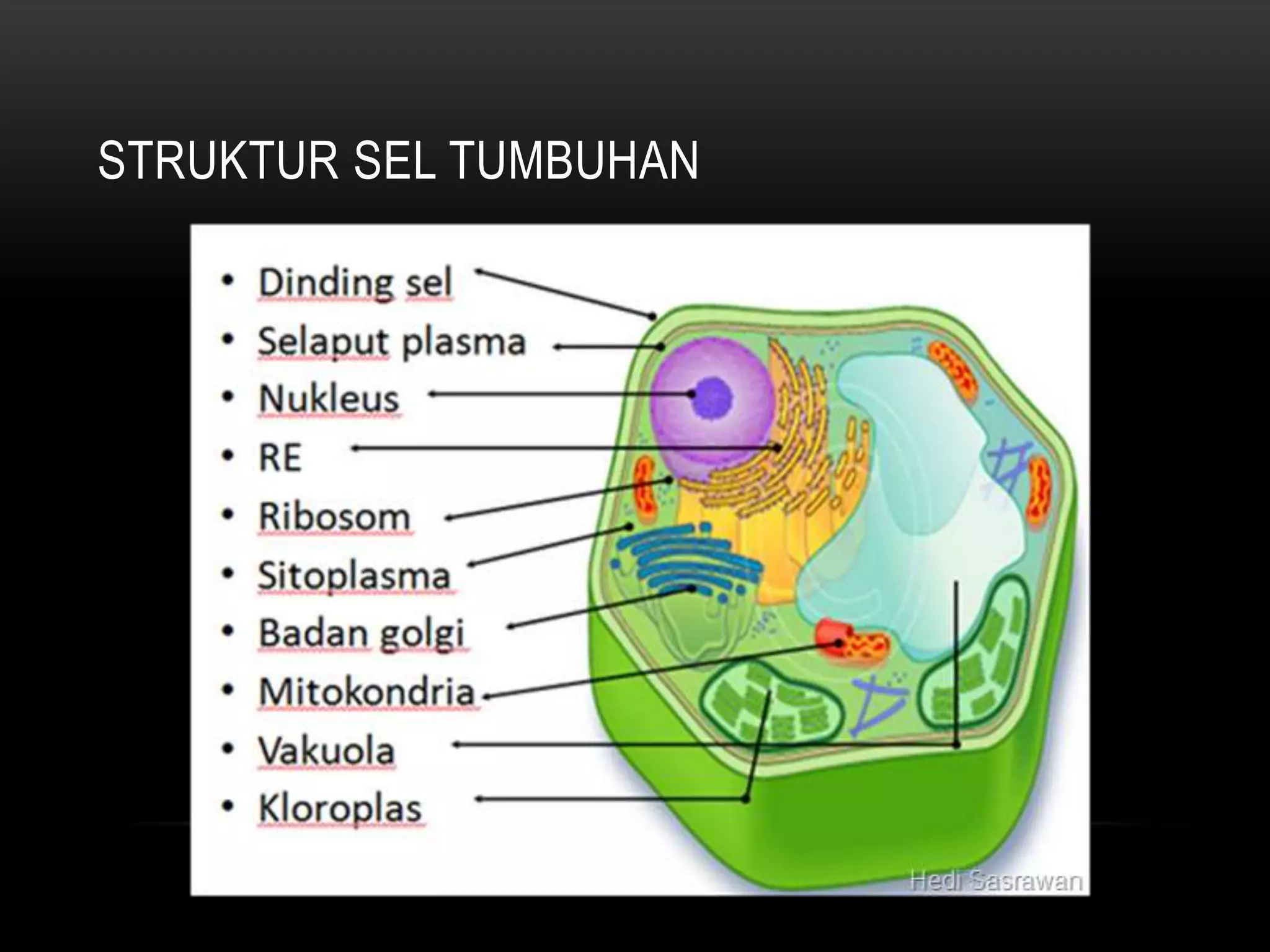 STRUKTUR SEL - MORFISTUM | PPT