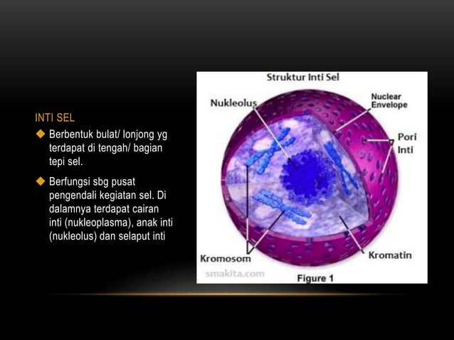 STRUKTUR SEL - MORFISTUM | PPT