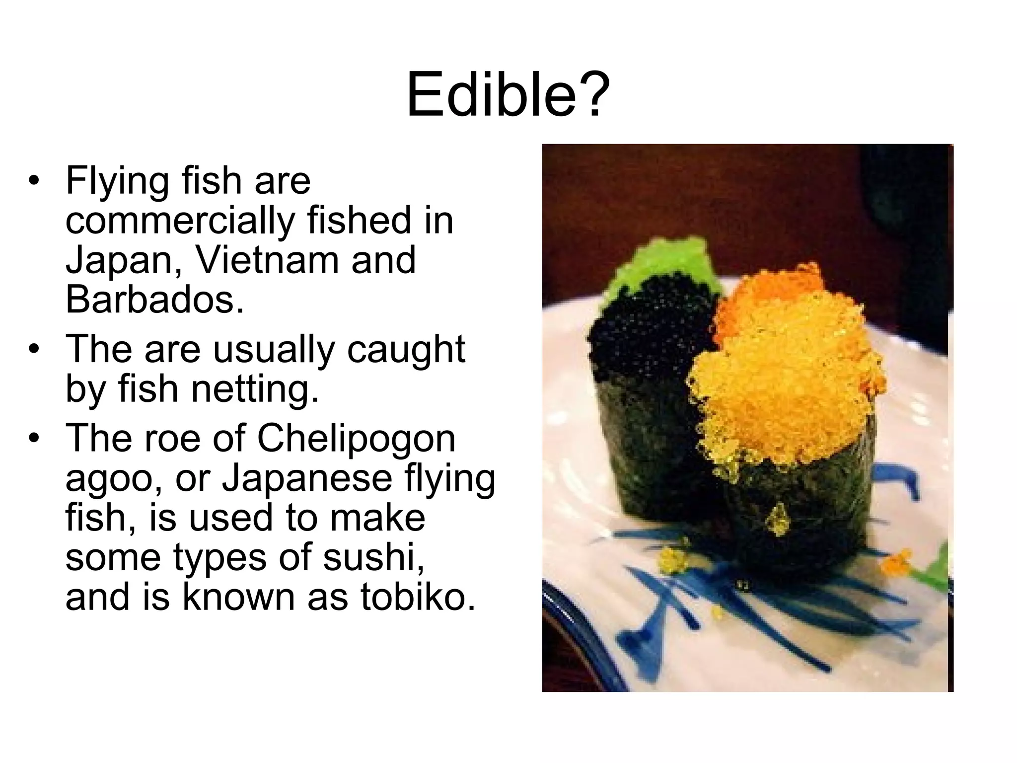 Presentation flying fish Alan Tapia | PPT