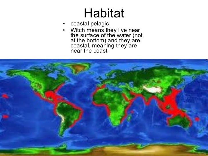 Presentation flying fish Alan Tapia