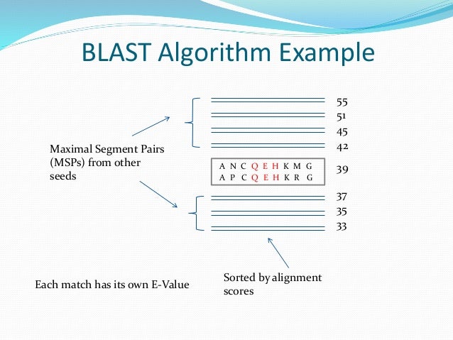 Presentation For Blast Algorithm Bio Informatice 5182