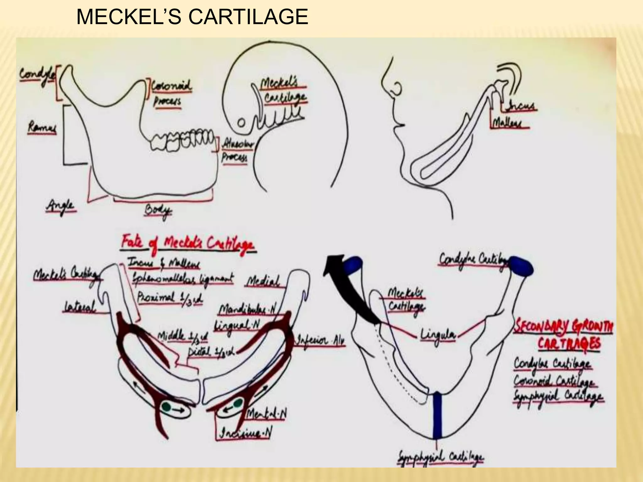 Growth and Development of Cranial and Facial structures.(Orthodontics ...