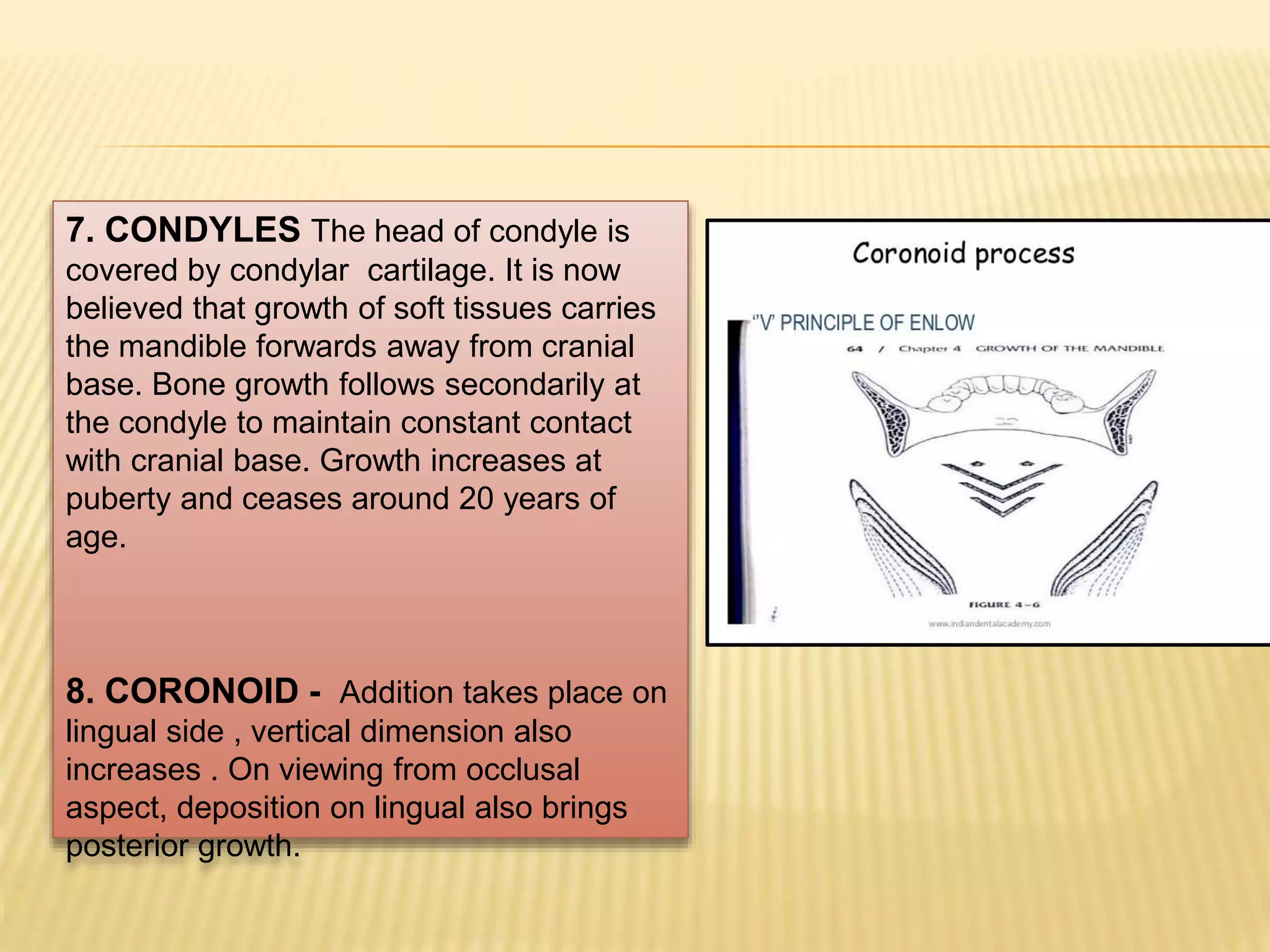 Growth and Development of Cranial and Facial structures.(Orthodontics ...