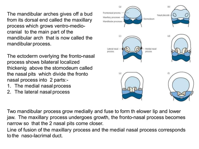 Growth and Development of Cranial and Facial structures.(Orthodontics ...