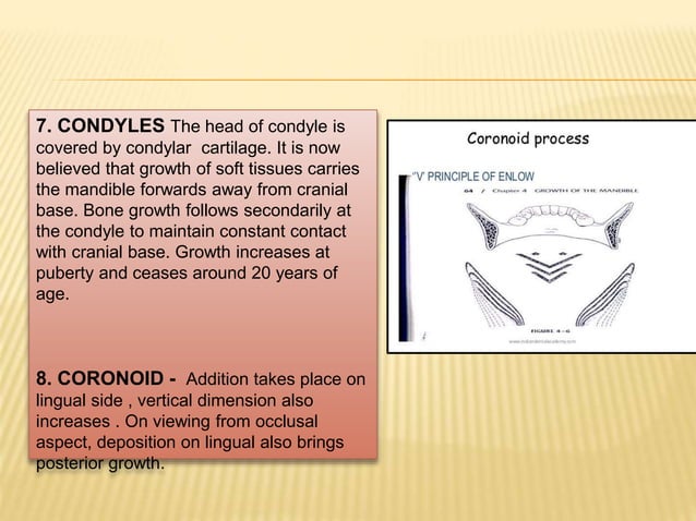 Growth and Development of Cranial and Facial structures.(Orthodontics ...
