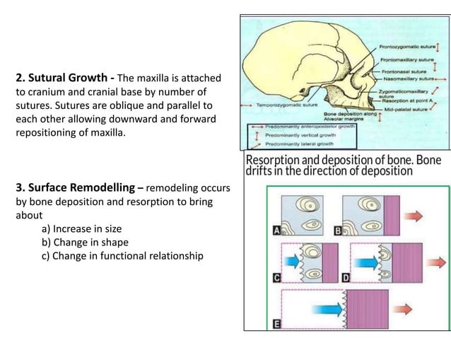 Growth and Development of Cranial and Facial structures.(Orthodontics ...