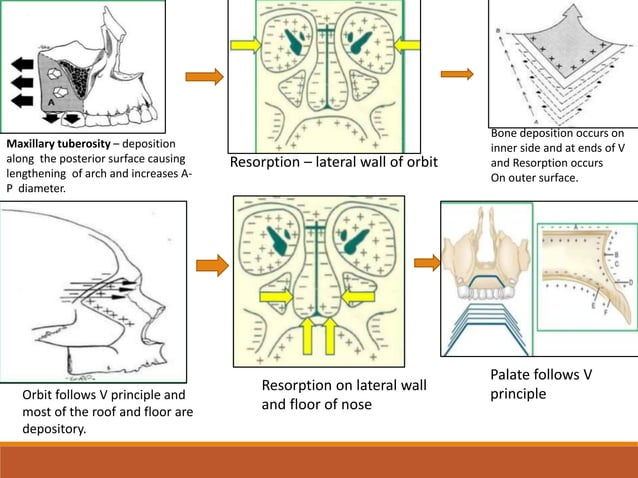 Growth and Development of Cranial and Facial structures.(Orthodontics ...