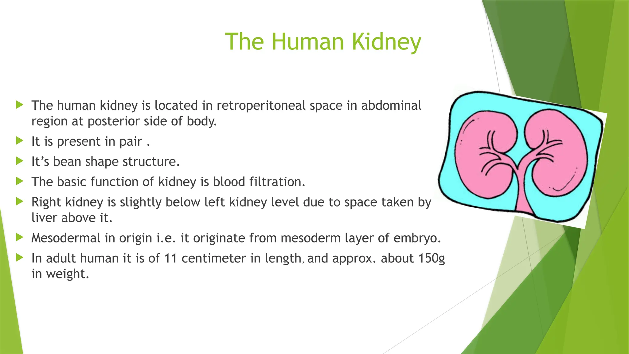 Anatomy and physiology of human kidney by BNCP | PPTX