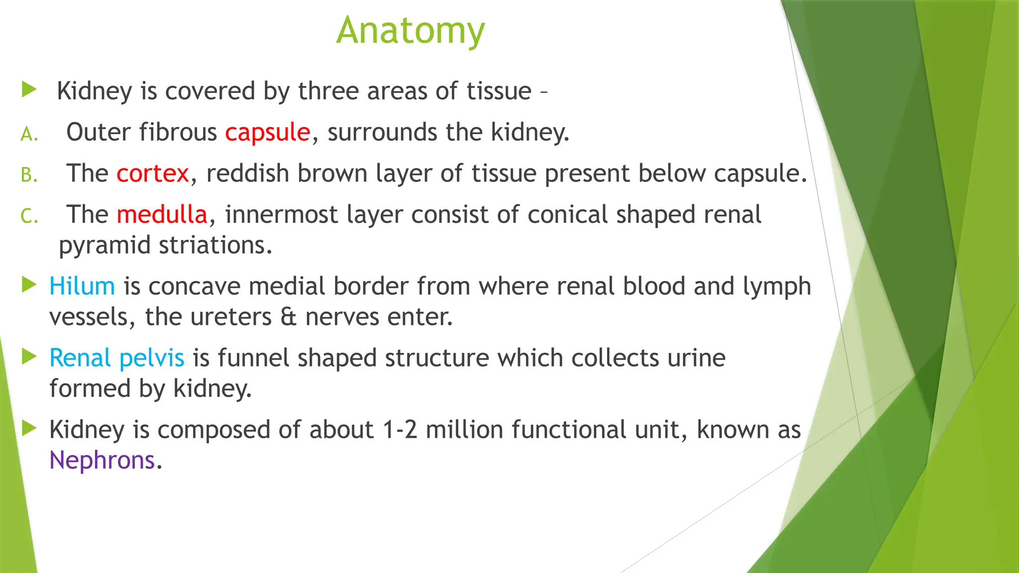 Anatomy and physiology of human kidney by BNCP | PPTX