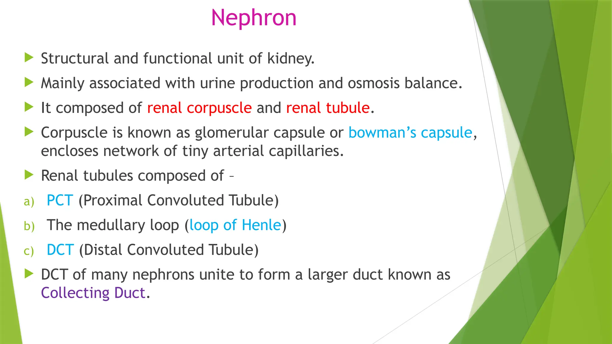 Anatomy and physiology of human kidney by BNCP | PPTX