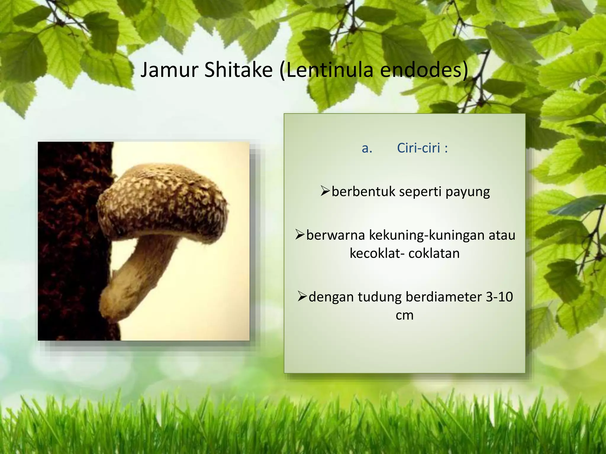 Presentation fungi | PPTX
