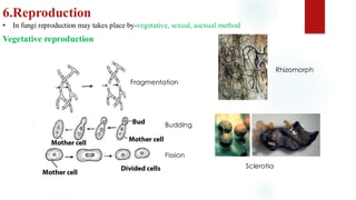 Presentation fungi pdf general characteristics of fungi | PDF