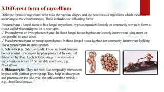 Presentation fungi pdf general characteristics of fungi | PDF