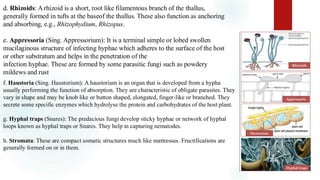Presentation fungi pdf general characteristics of fungi | PDF
