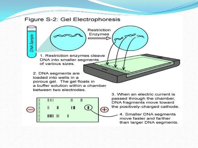 Presentation gel electrophoresis