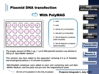 Presentation Gene Delivery | PDF