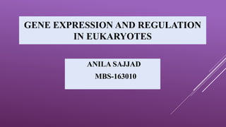 presentation gene expression and regulation in eukaryotes.pptx | Free ...
