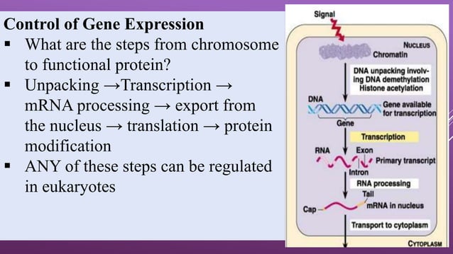 presentation gene expression and regulation in eukaryotes.pptx