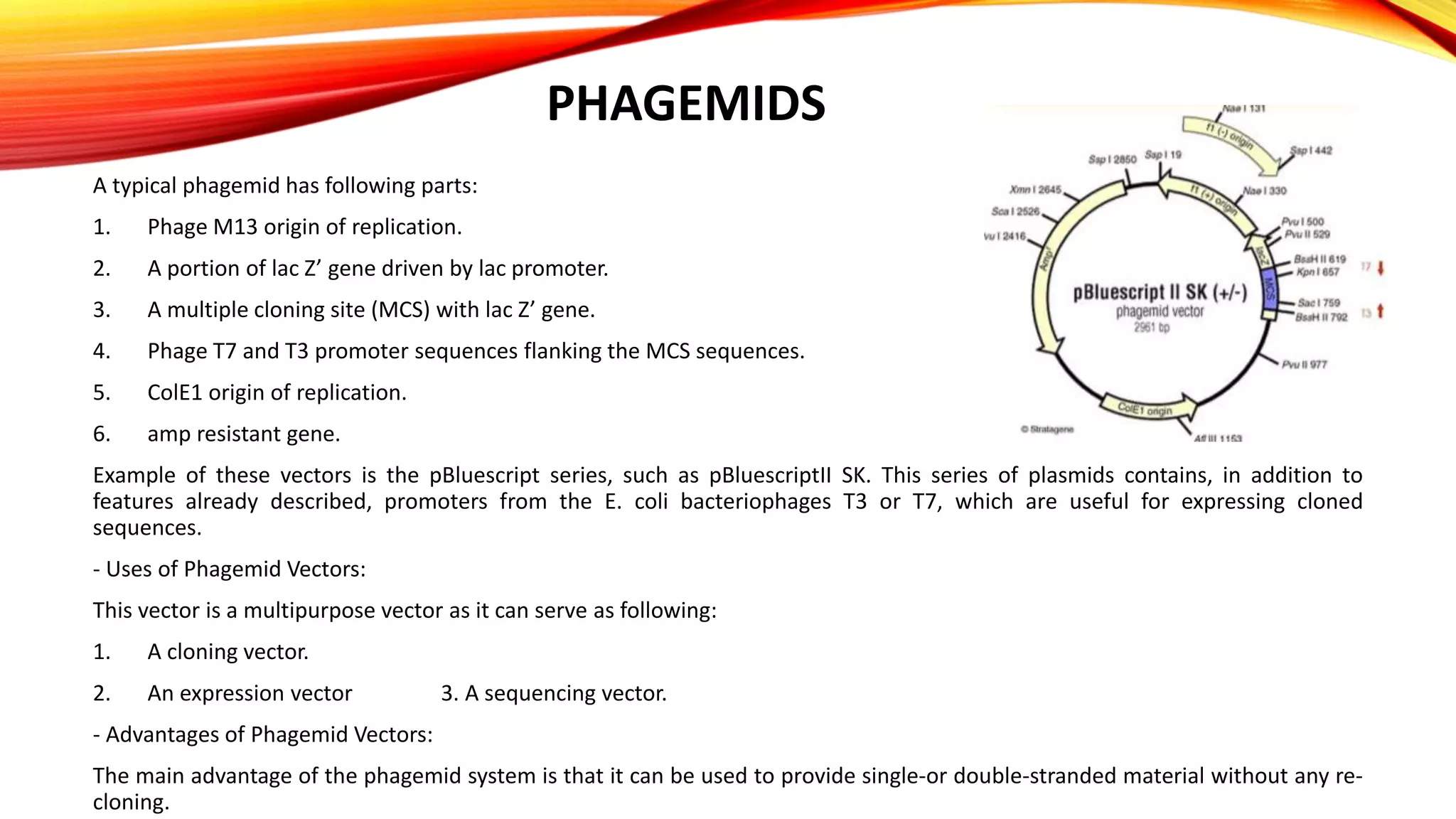 Gene Cloning Vectors - Plasmids, Bacteriophages and Phagemids. | PPTX