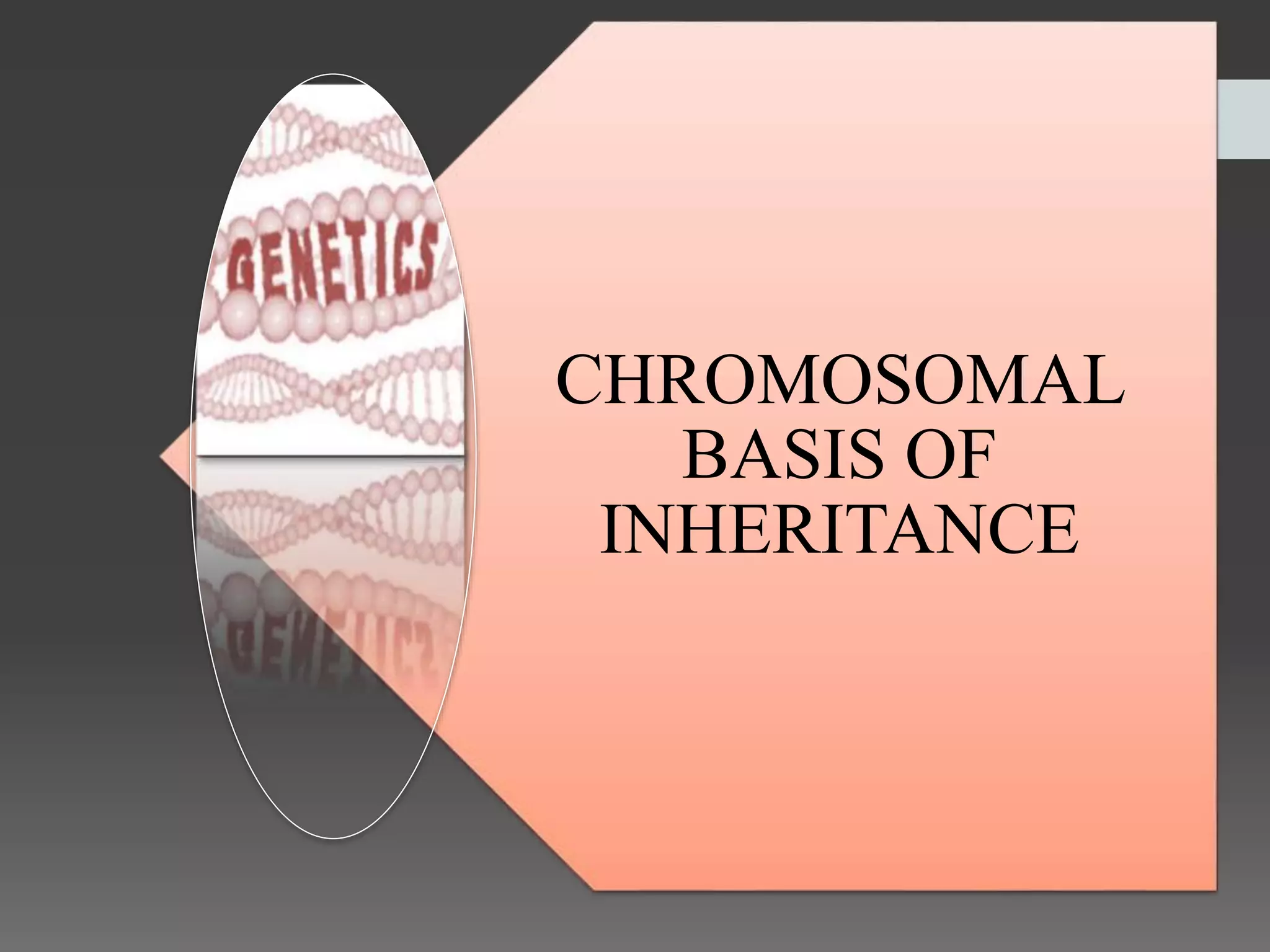 chromosomal basis of inheritance | PPTX | Genetics | Science