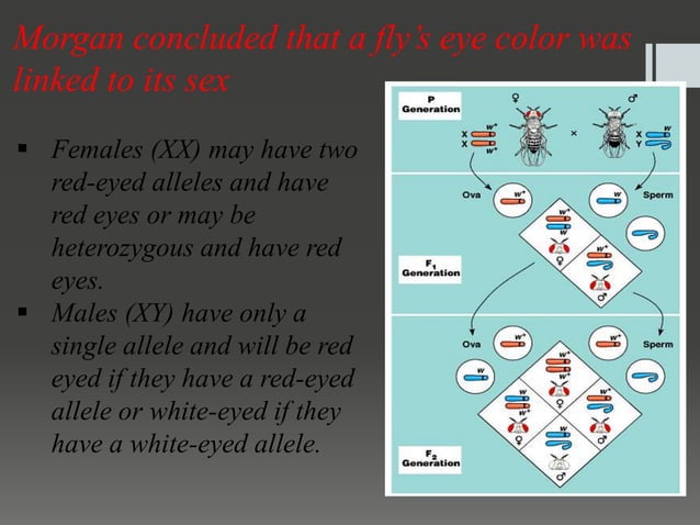 chromosomal basis of inheritance | PPT